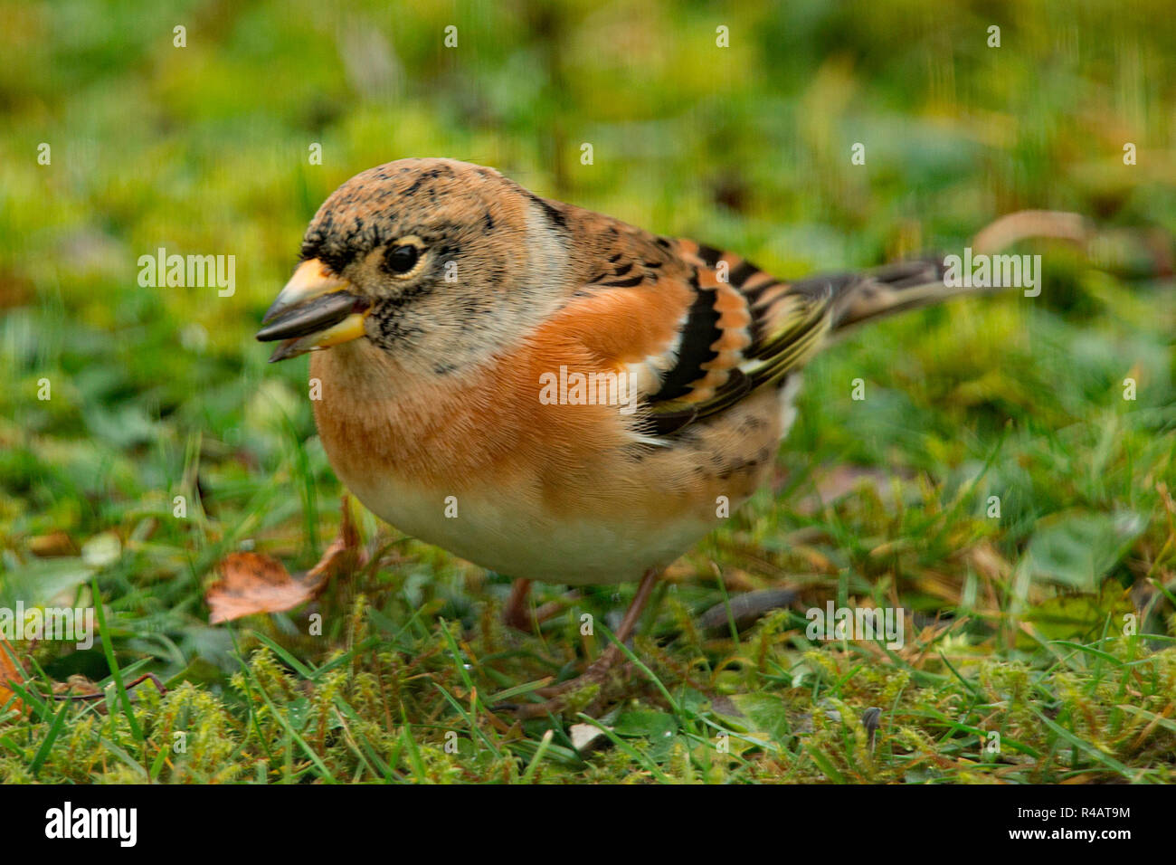 Brambling image hi-res stock photography and images - Alamy