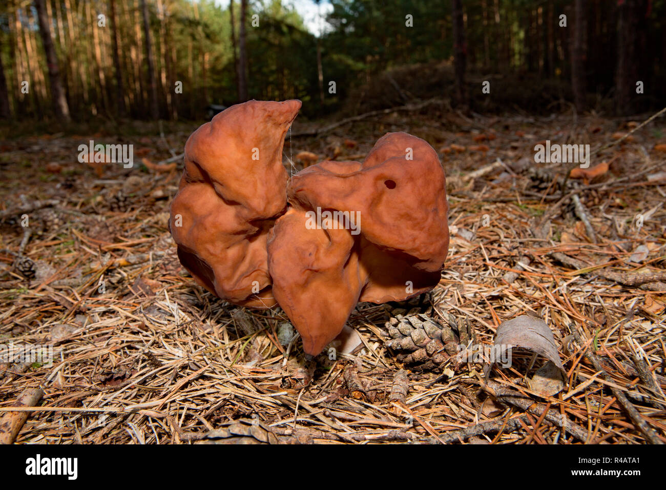 hooded false morel, (Gyromitra infula Stock Photo - Alamy