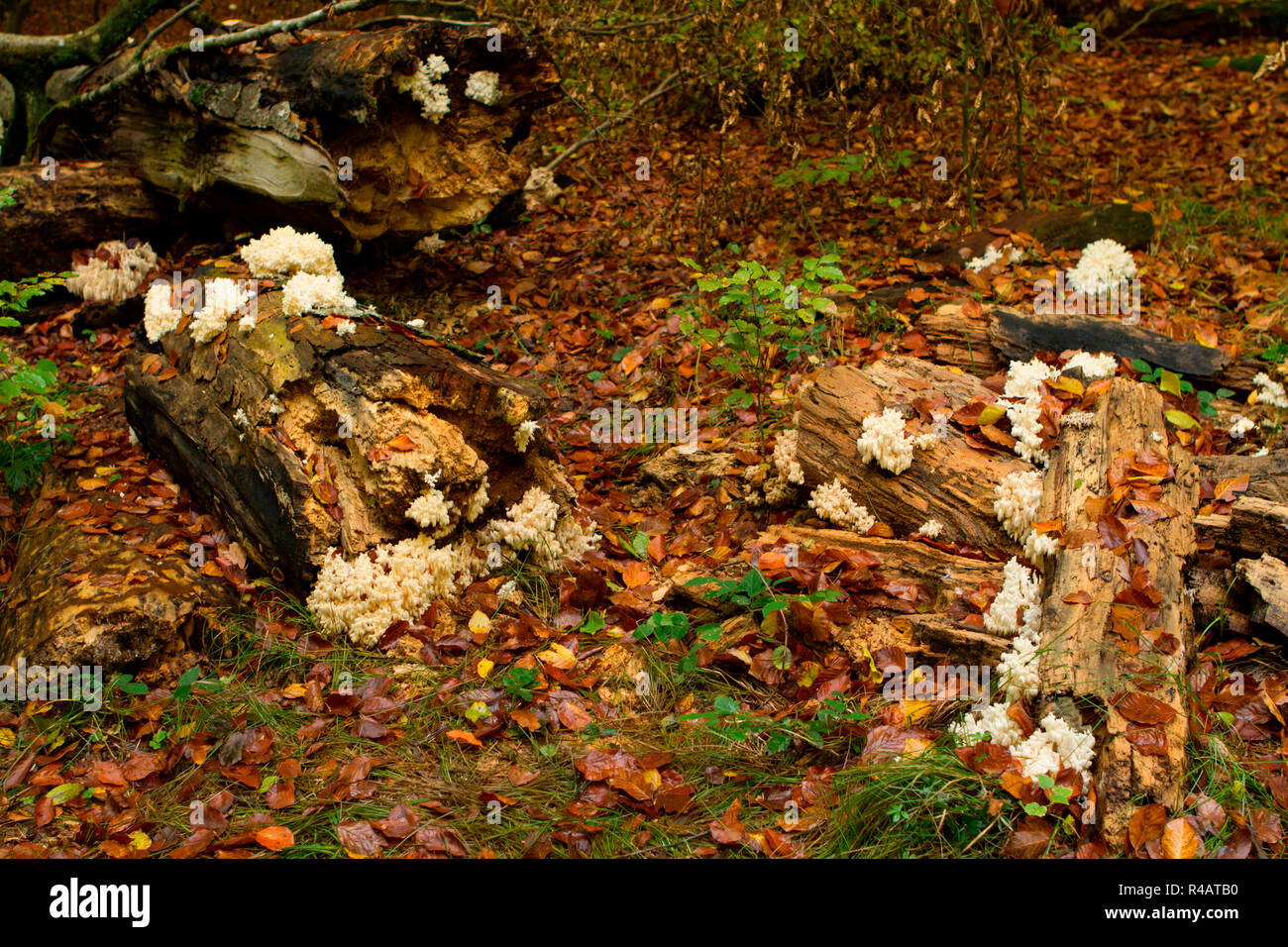 coral tooth fungus, (Hericium coralloides Stock Photo - Alamy