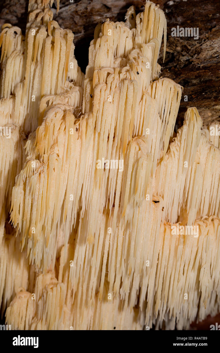 coral tooth fungus, (Hericium coralloides Stock Photo - Alamy