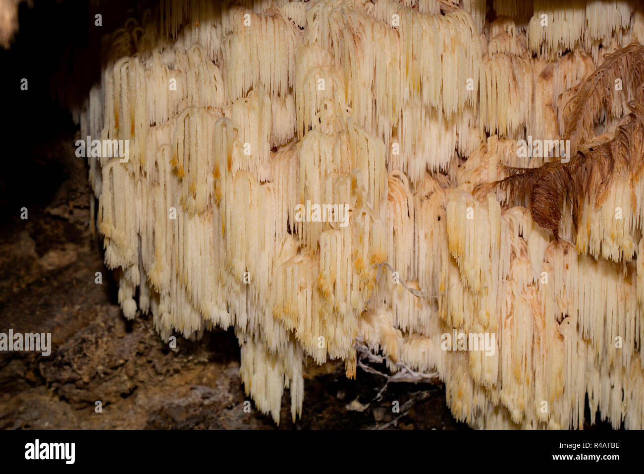 coral tooth fungus, (Hericium coralloides Stock Photo - Alamy