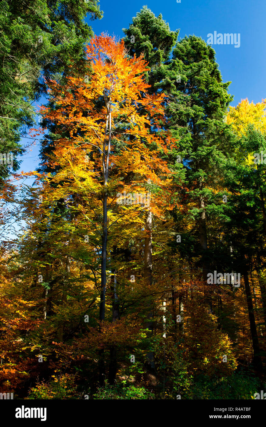 Beech trees bavaria hi-res stock photography and images - Alamy