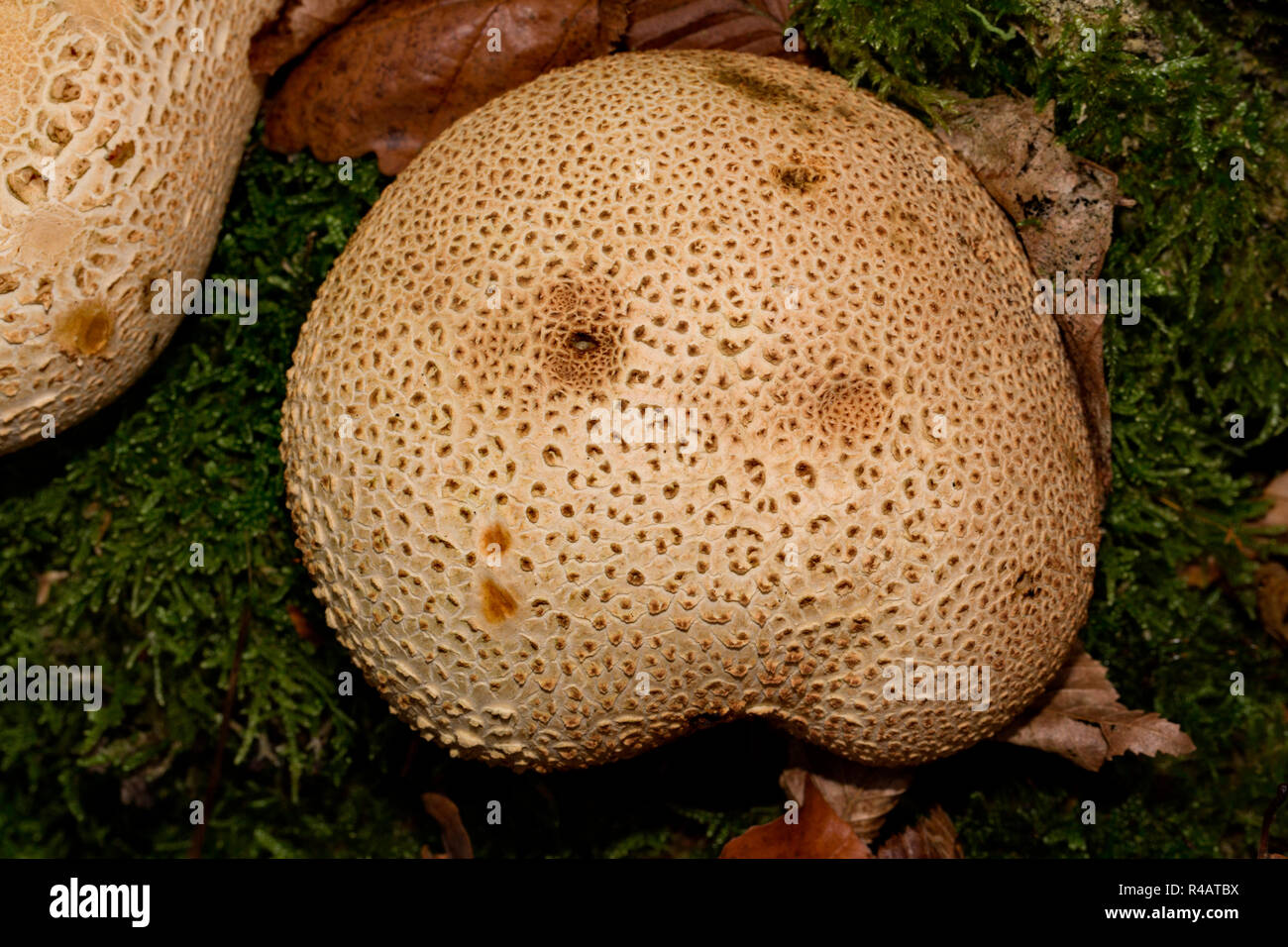 Pigskin poison puffball hi-res stock photography and images - Alamy