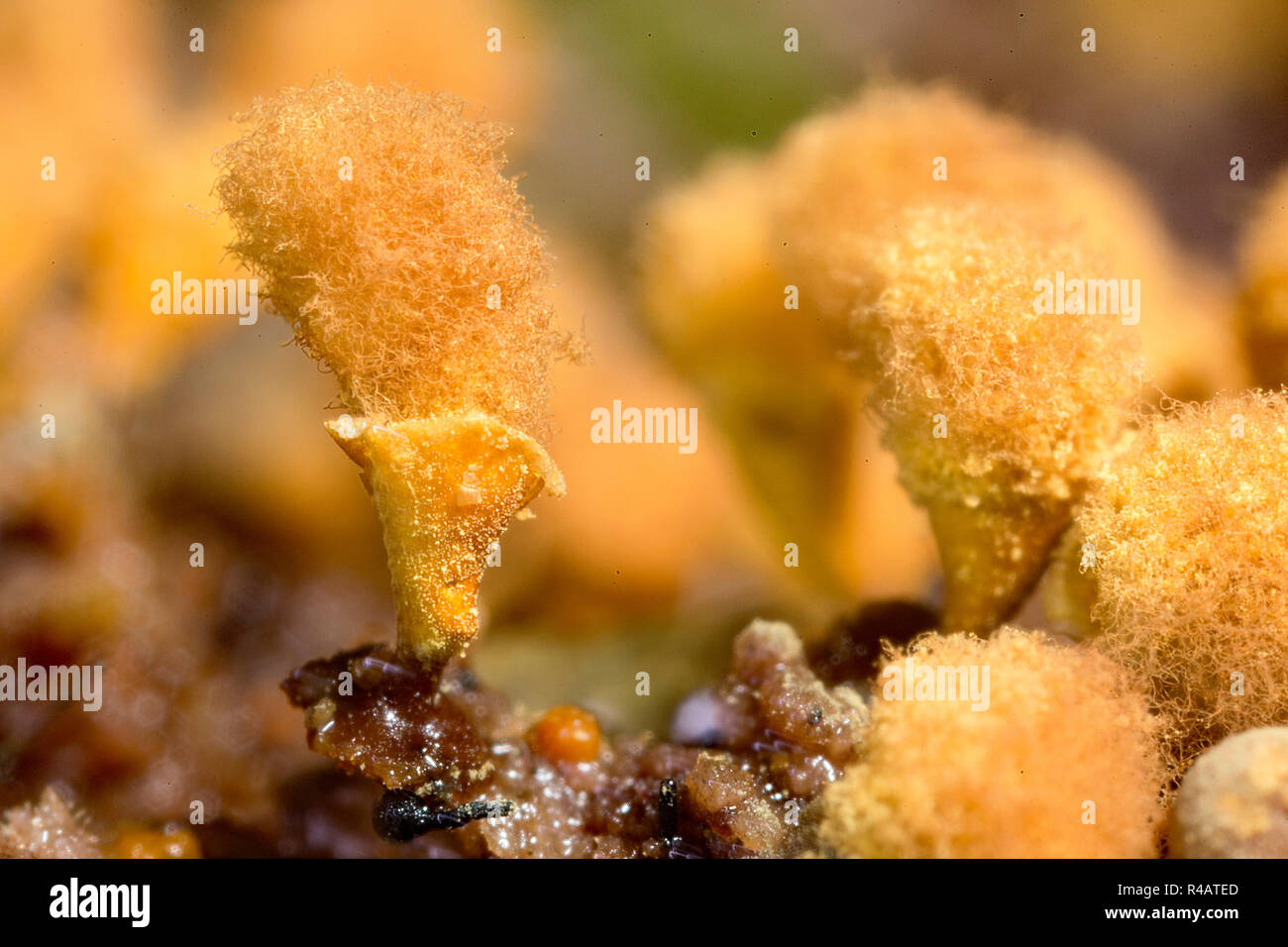 Hemitrichia hi-res stock photography and images - Alamy