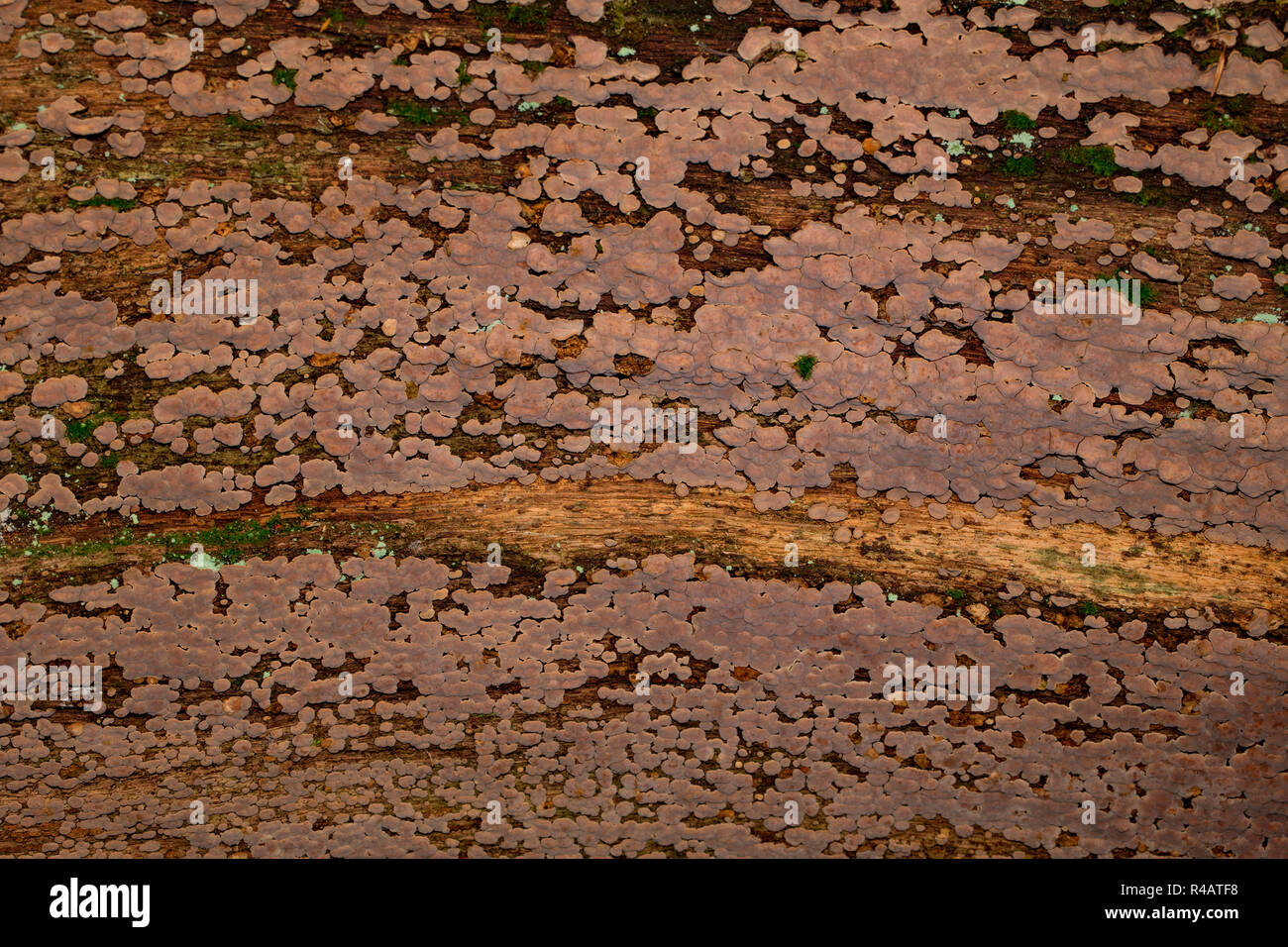 ceramic fungus, (Xylobolus frustulatus Stock Photo - Alamy