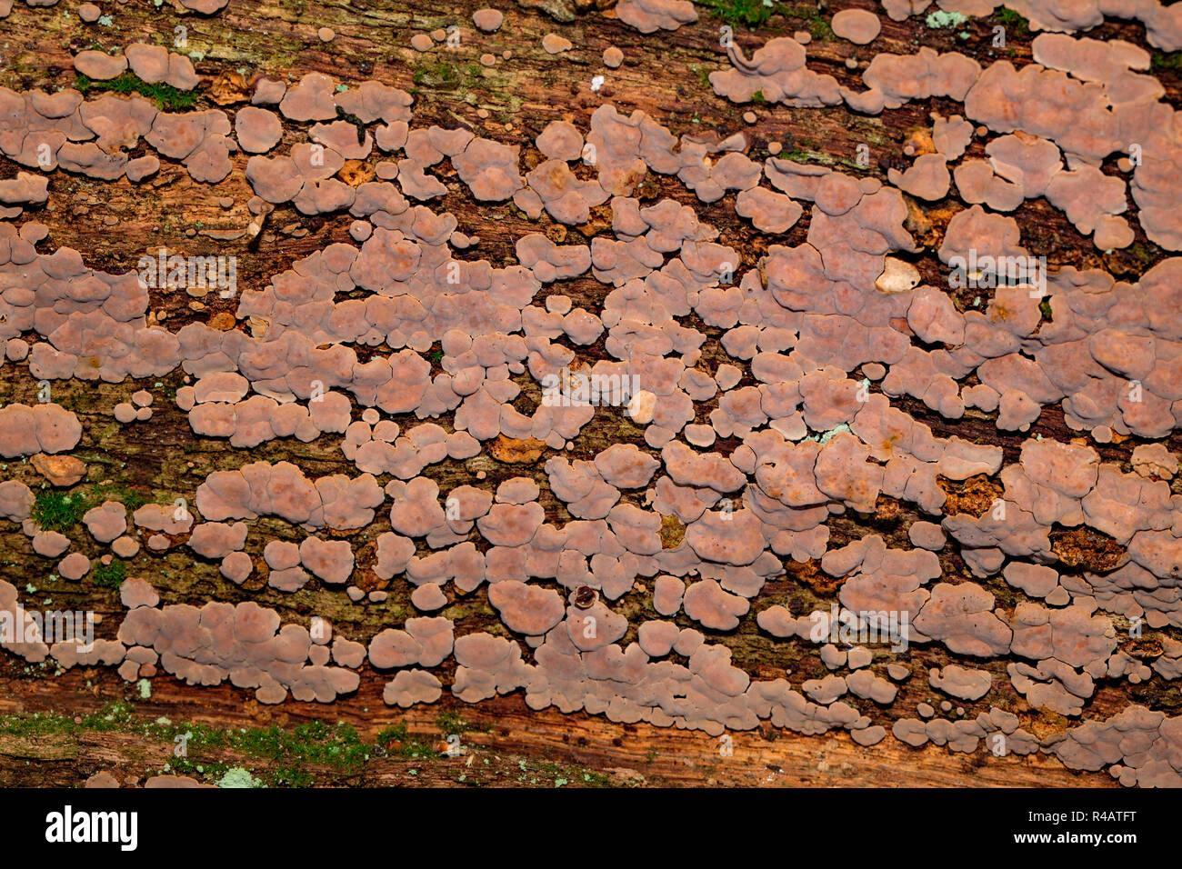 ceramic fungus, (Xylobolus frustulatus Stock Photo - Alamy