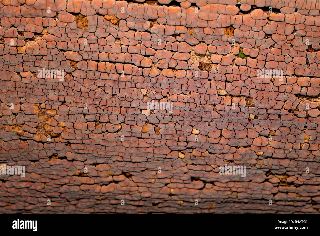 Ceramic mushrooms hi-res stock photography and images - Alamy