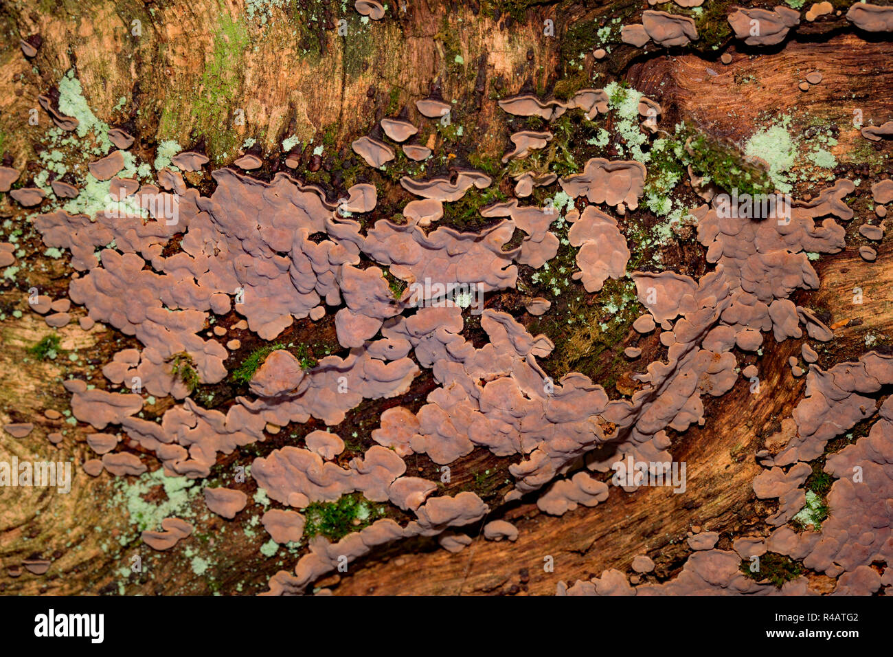Ceramic mushrooms hi-res stock photography and images - Alamy