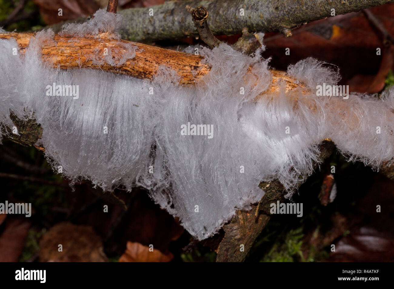 Dead hair hi-res stock photography and images - Alamy