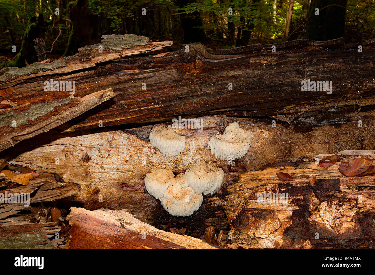 bearded tooth mushroom, (Hericium erinaceus Stock Photo - Alamy