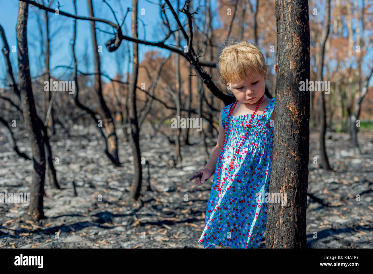 little girl in in blue dress in burnt forest after bush fire with ...