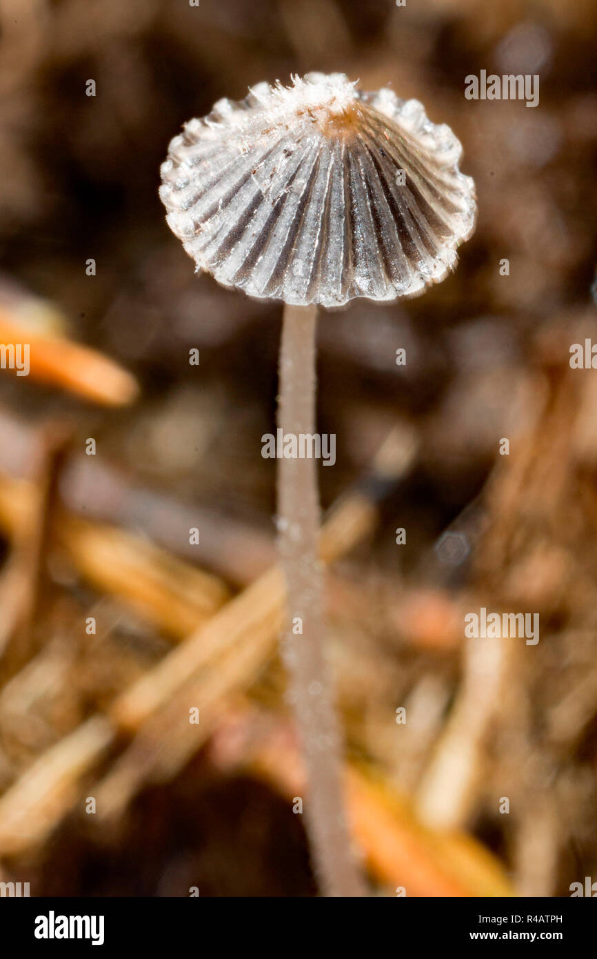 Coprinopsis hi-res stock photography and images - Alamy