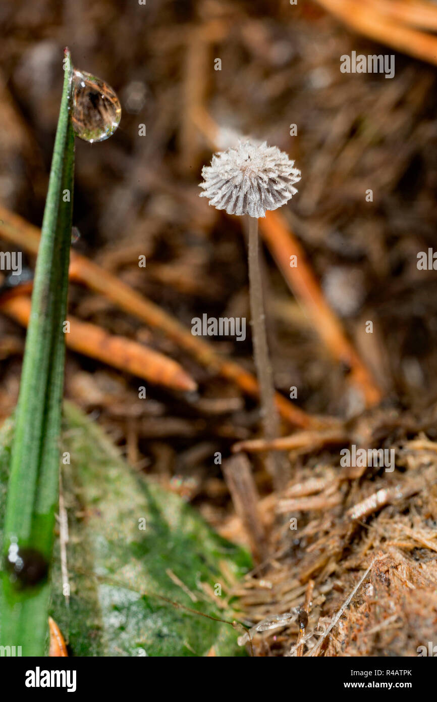 Coprinus radiatus hi-res stock photography and images - Alamy