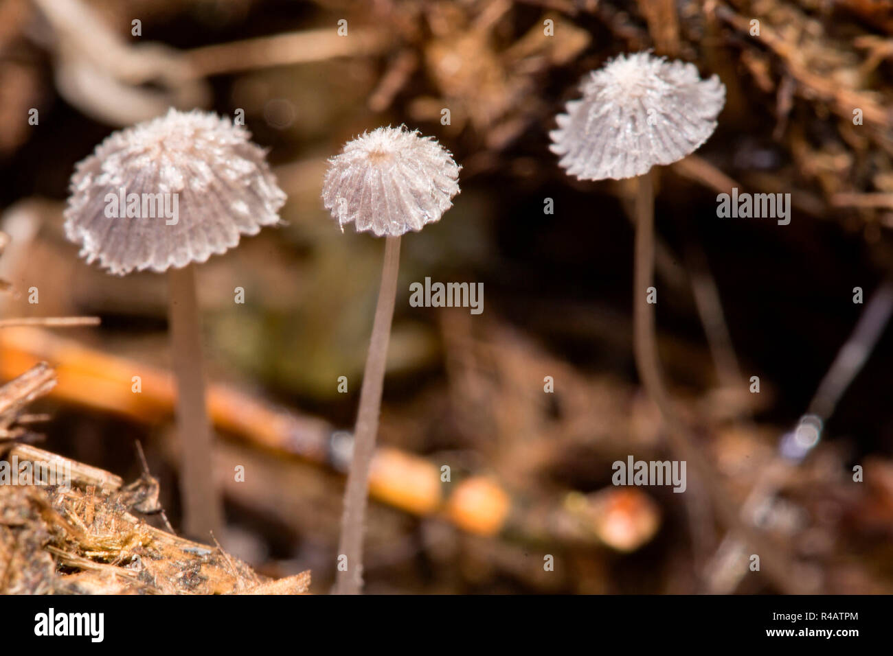 Coprinopsis radiata hi-res stock photography and images - Alamy