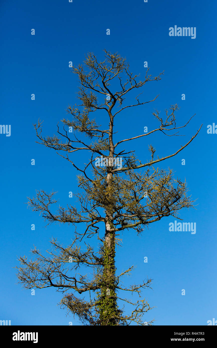 Old gnarled leafless tree set against a blue sky with white clouds ...