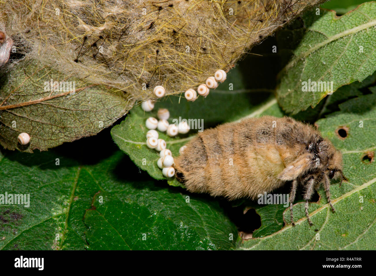 rusty tussock moth, female, (Orgyia antiqua Stock Photo - Alamy