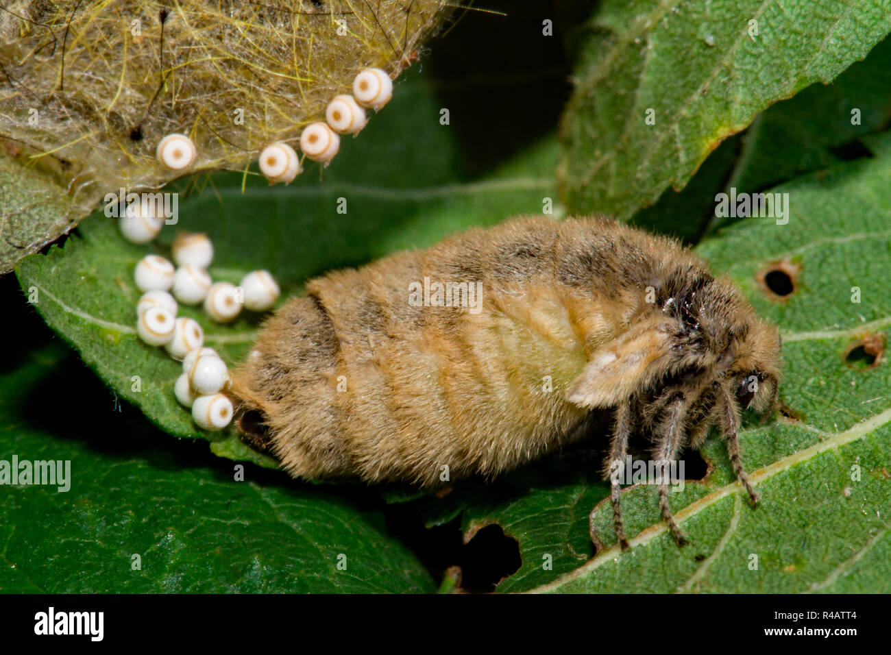 rusty tussock moth, female, (Orgyia antiqua Stock Photo - Alamy