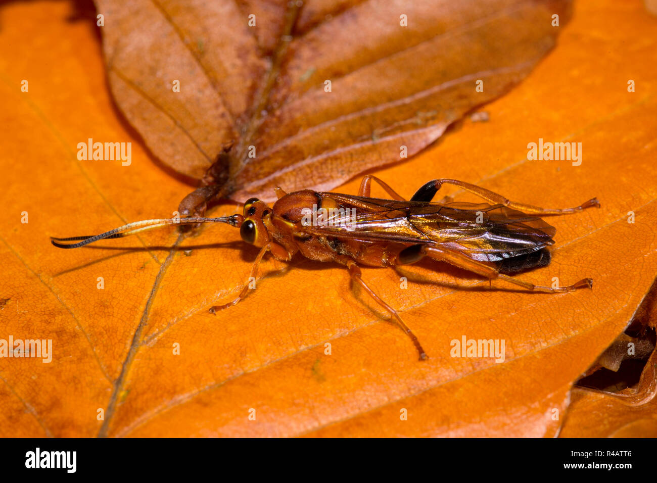 Ichneumon wasps hi-res stock photography and images - Alamy