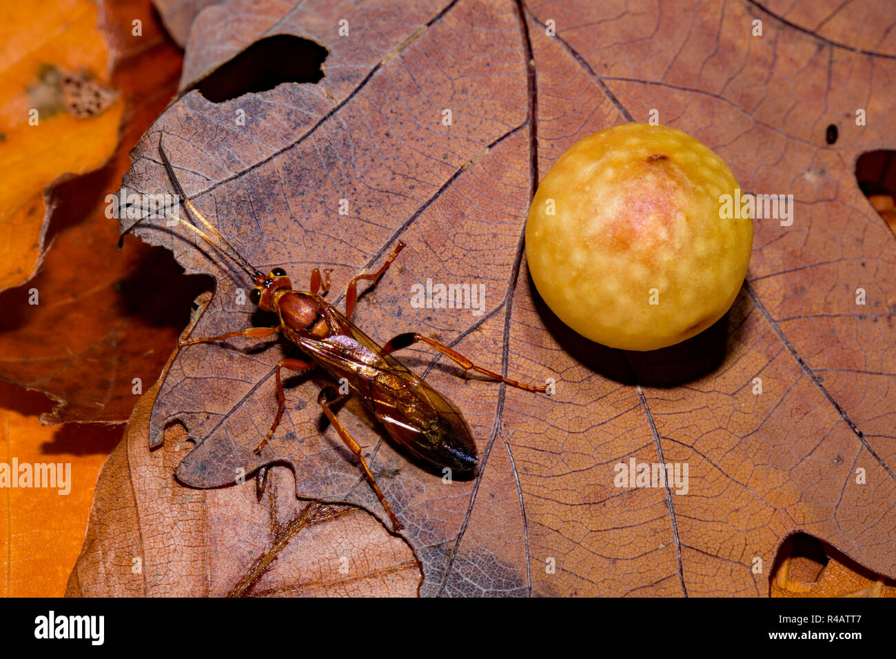 Ichneumon wasps hi-res stock photography and images - Alamy