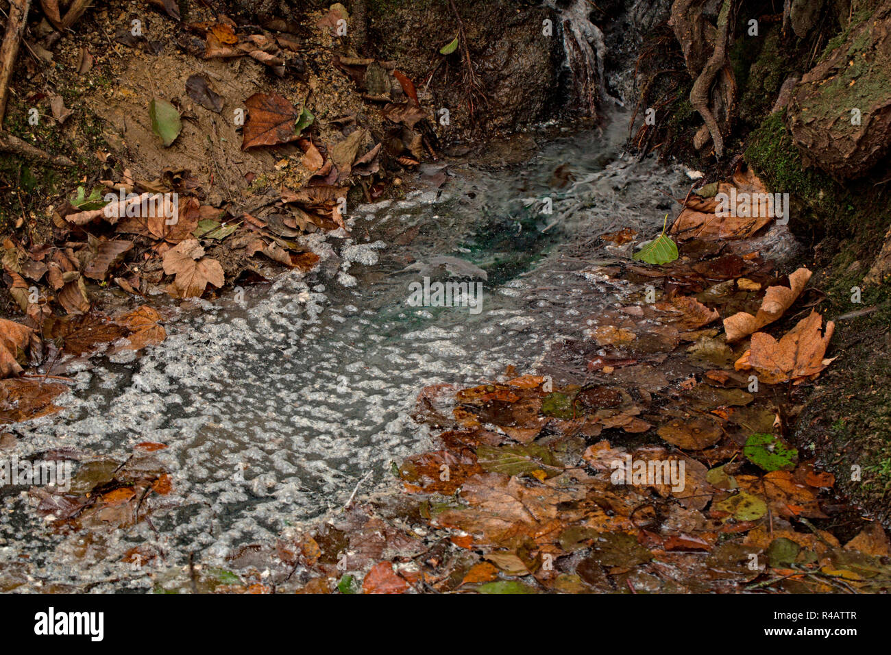 sulphur spring Sippenauer Moor, Bavaria, Germany Stock Photo - Alamy