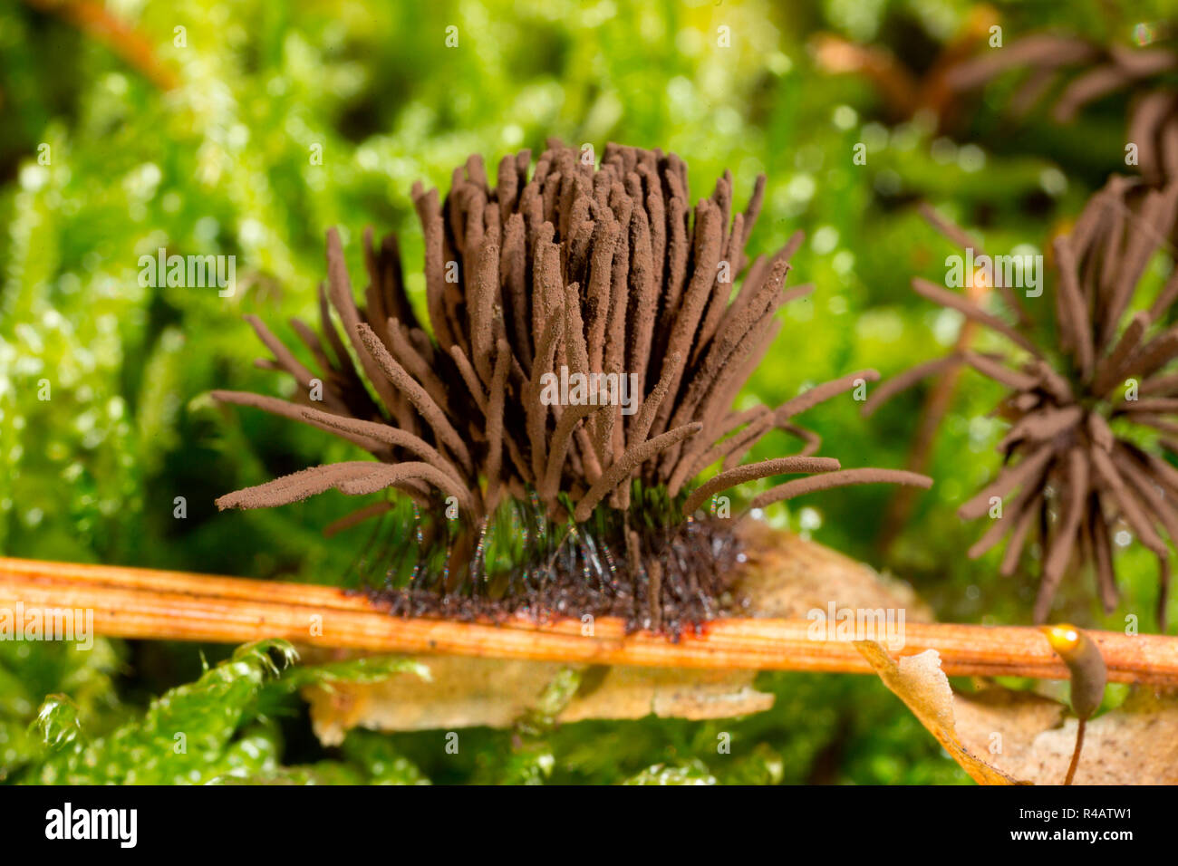 slime fungus, (Stemonitis fusca Stock Photo - Alamy
