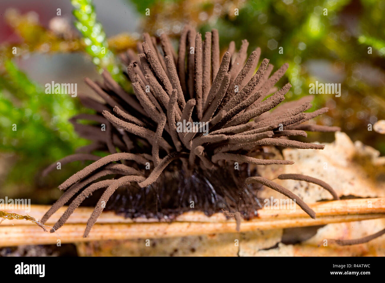 slime fungus, (Stemonitis fusca Stock Photo - Alamy