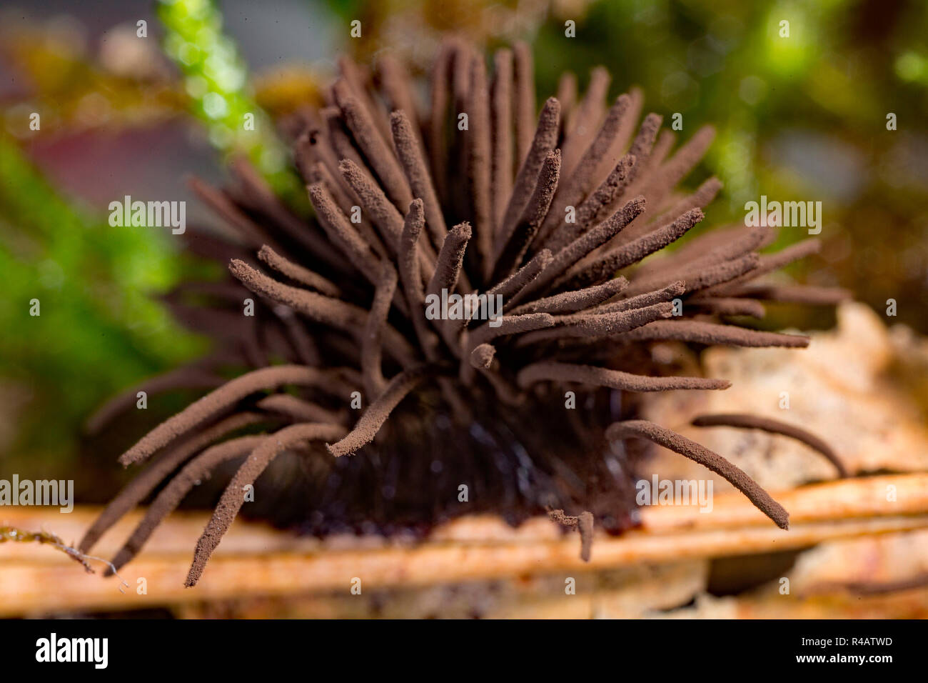slime fungus, (Stemonitis fusca Stock Photo - Alamy