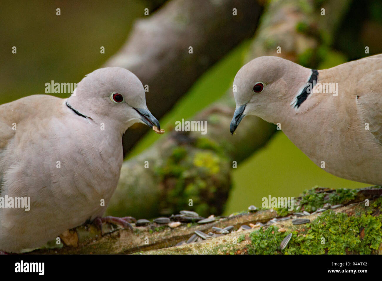 Eurasian collared doves in hi-res stock photography and images - Alamy