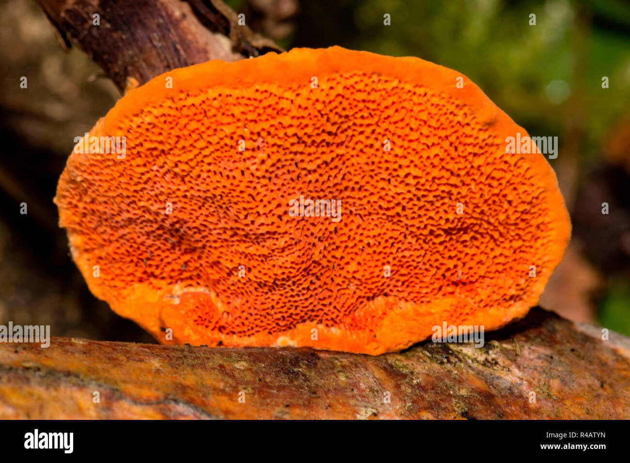 Polypore Mushrooms Stock Photos & Polypore Mushrooms Stock Images - Alamy