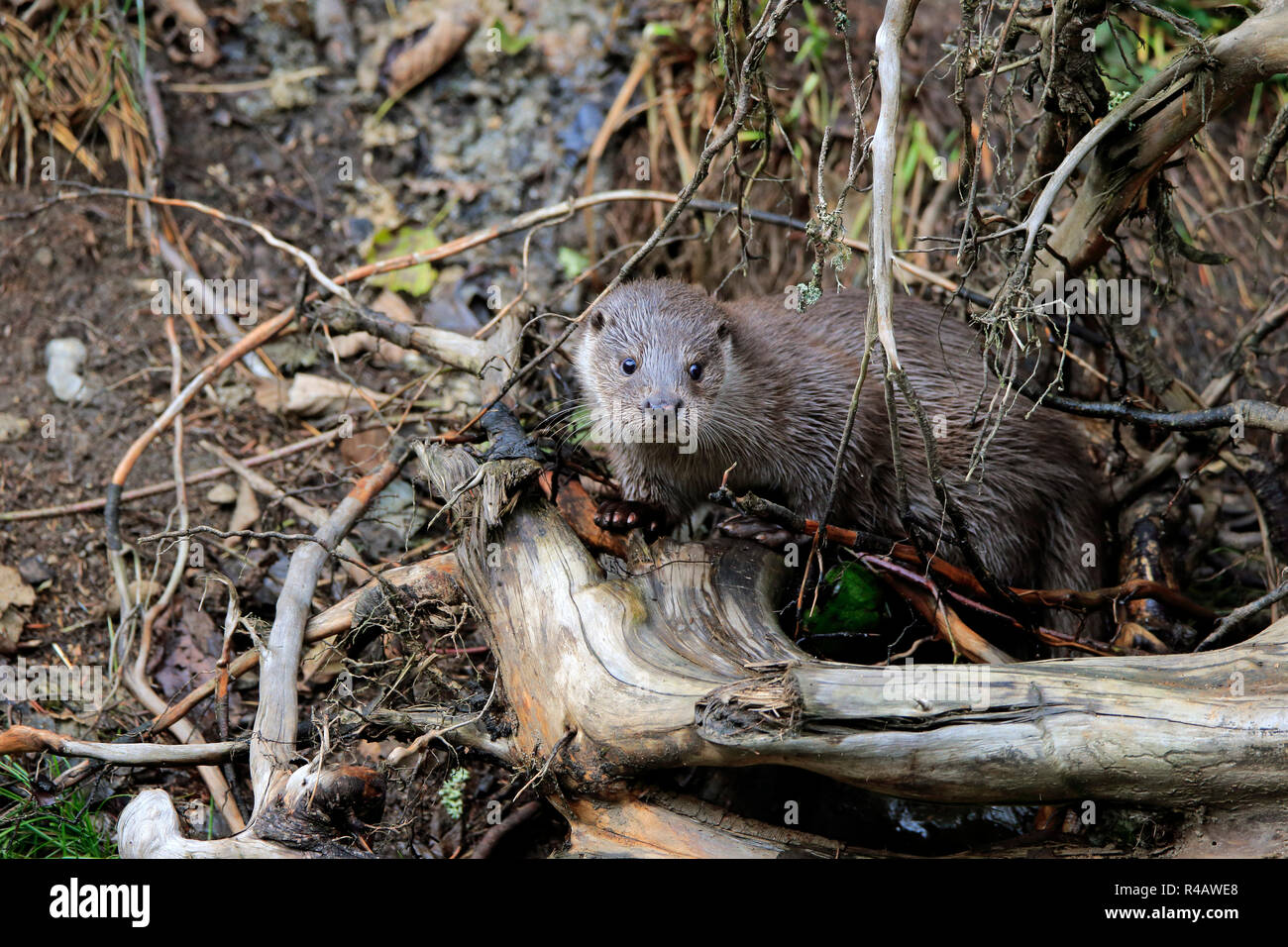 Eurasian otter, Bavarian Forest National Park, Germany, Europe, (Lutra ...