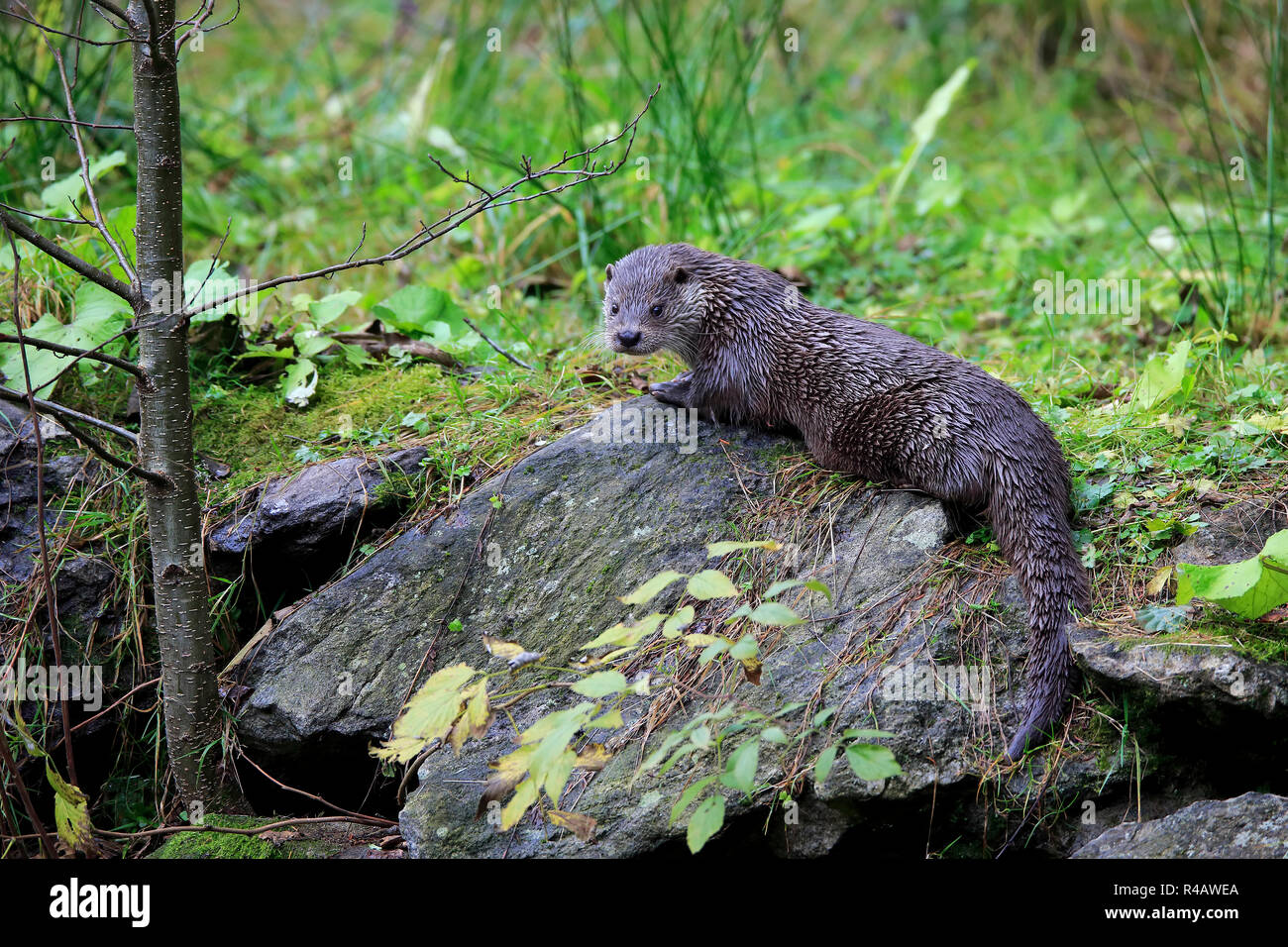 Eurasian otter, Bavarian Forest National Park, Germany, Europe, (Lutra ...
