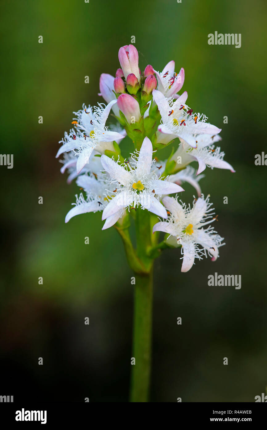 Buckbean plant hi-res stock photography and images - Alamy