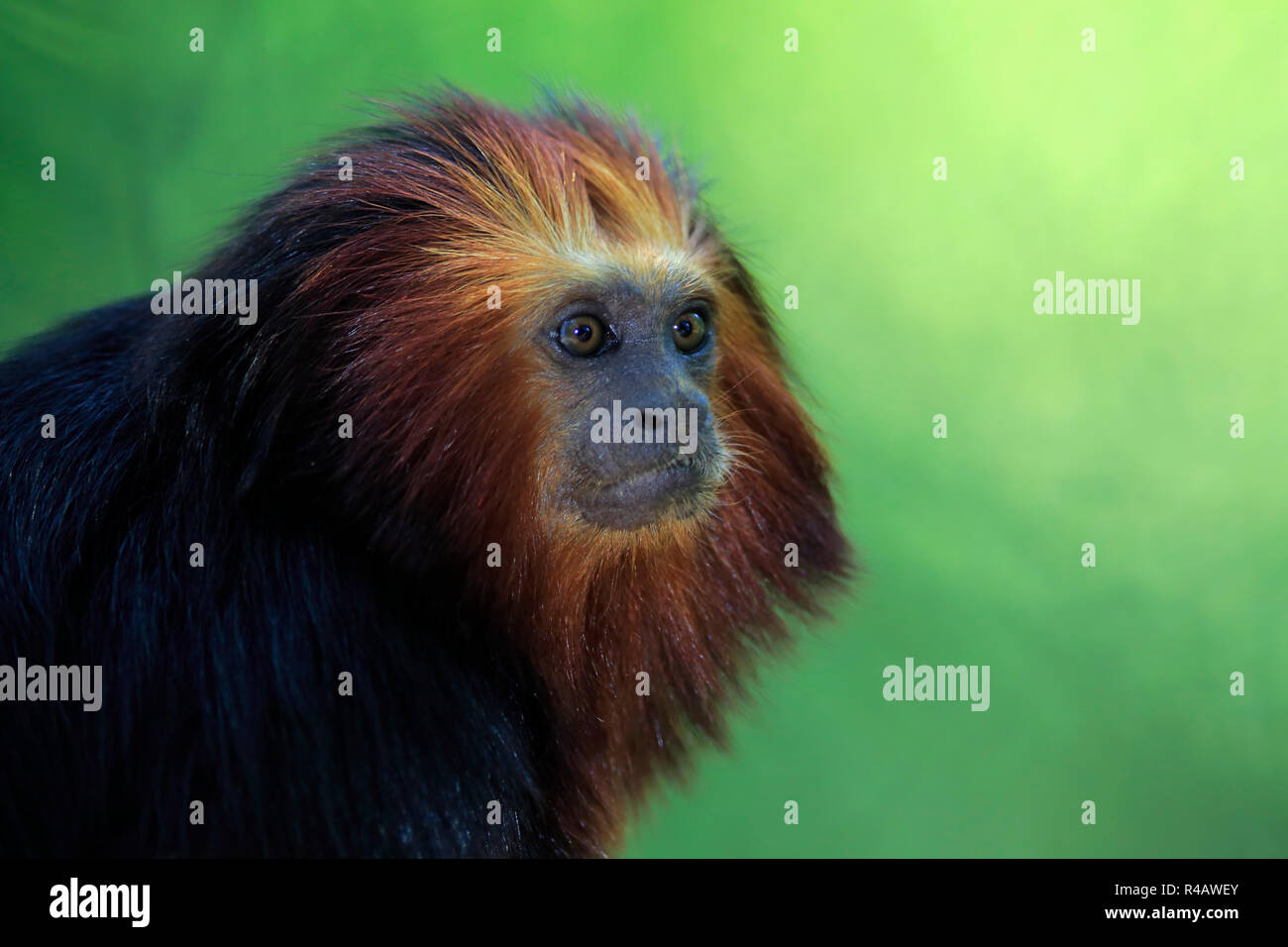 Leontideus chrysomelas hi-res stock photography and images - Alamy
