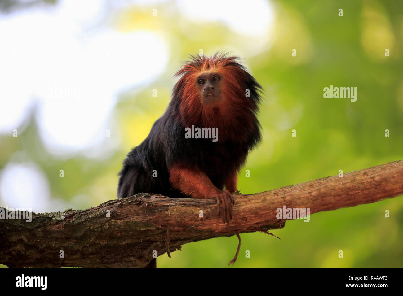 Golden Headed Lion Tamarin, adult on tree, South America ...