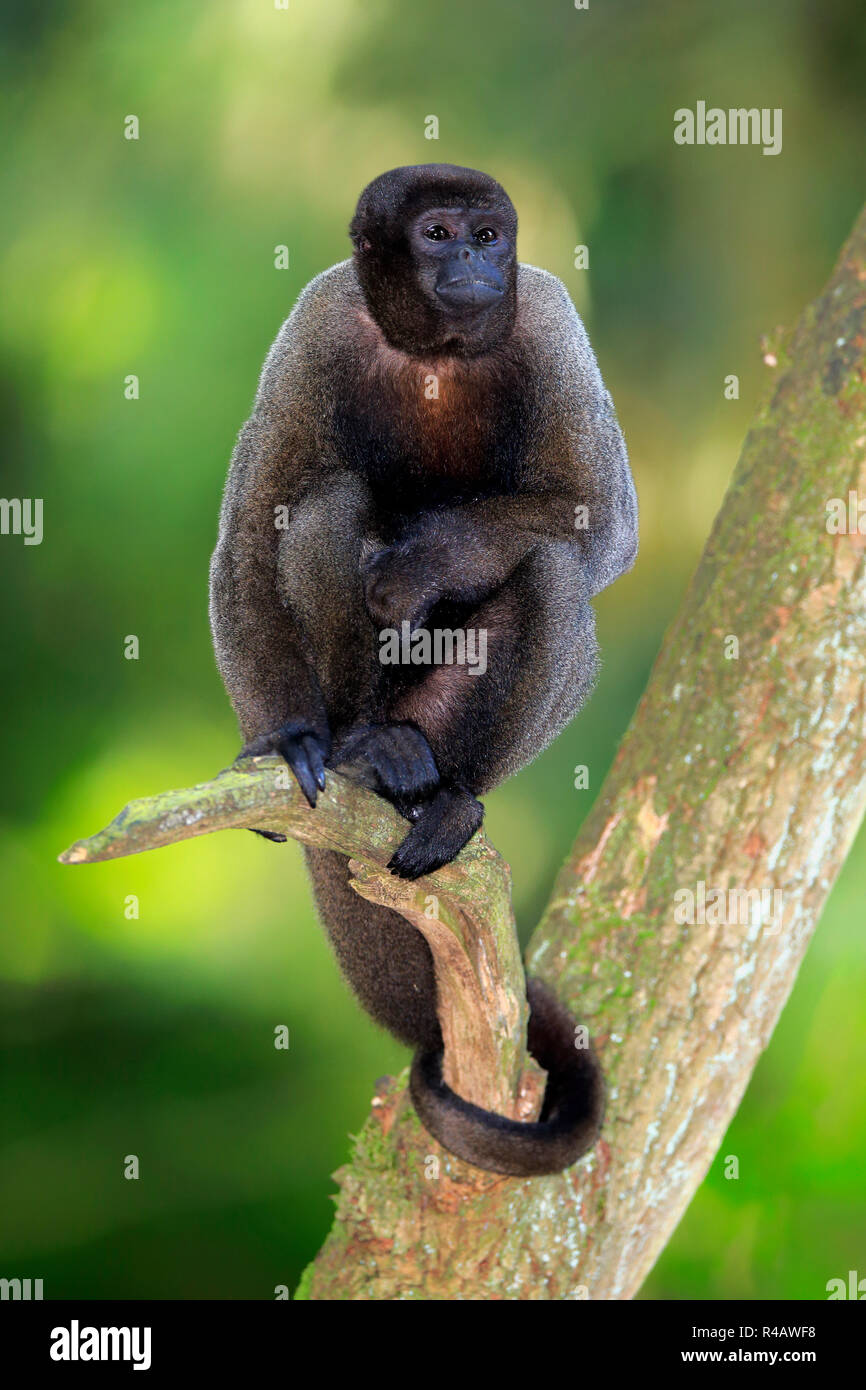 Grey Woolly Monkey, adult on tree, South America, (Lagothrix ...
