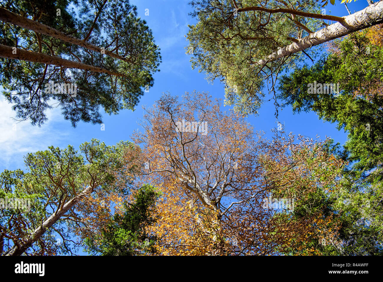 Maple trees crowns yellow hi-res stock photography and images - Alamy