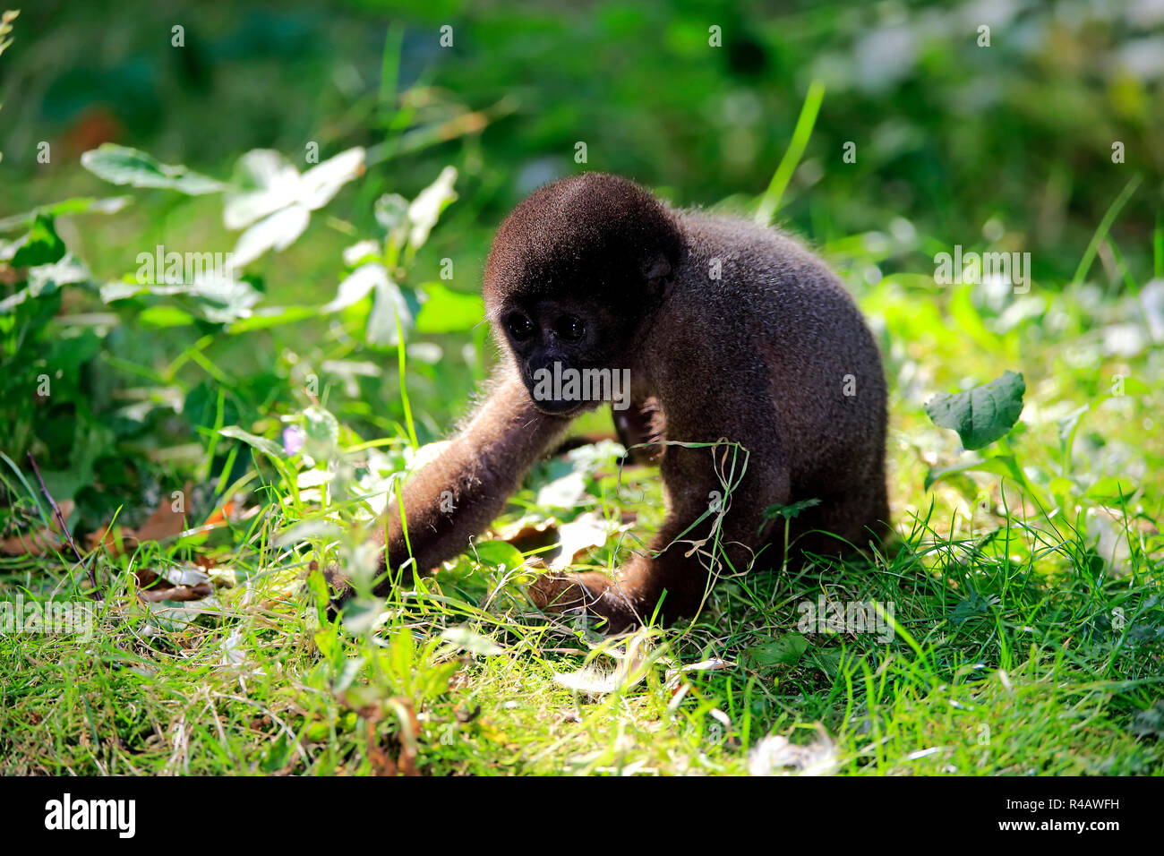 Grey Woolly Monkey, young, South America, (Lagothrix lagothricha cana ...