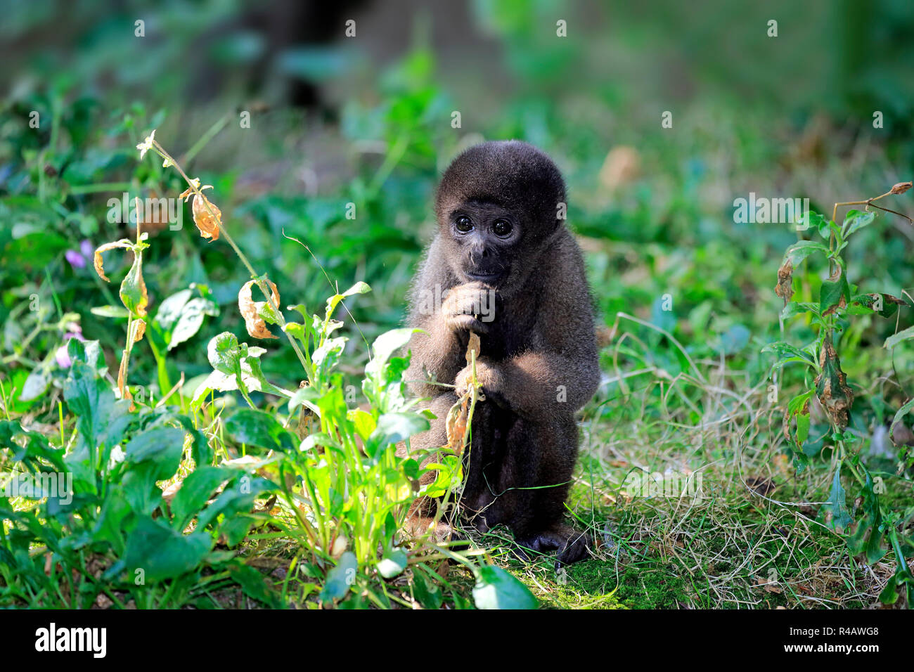 Grey monkey hi-res stock photography and images - Alamy