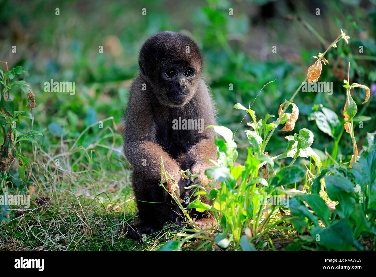 Grey Woolly Monkey, young, South America, (Lagothrix lagothricha cana ...