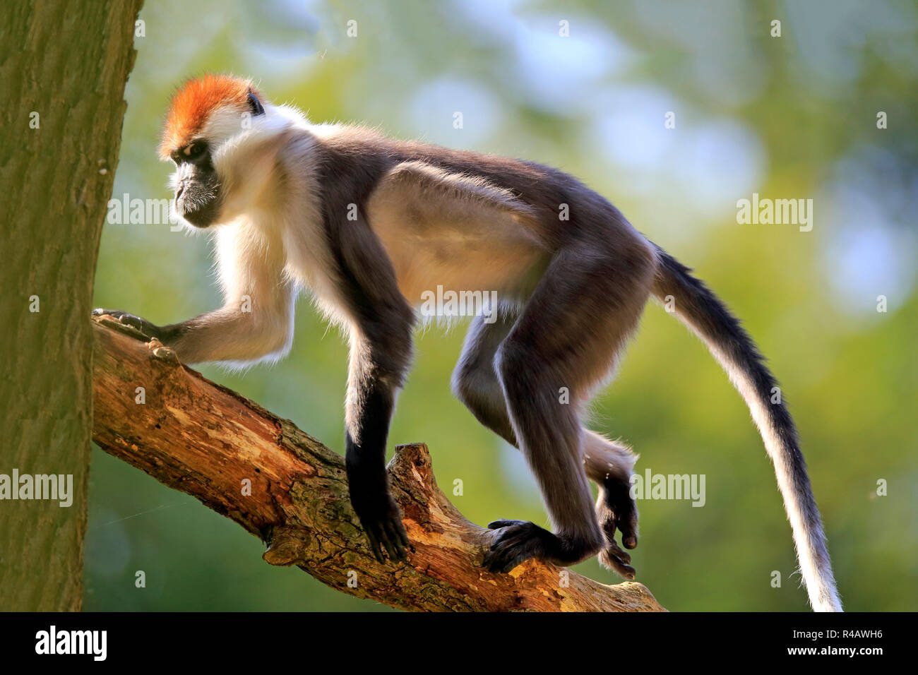 Mangabey hi-res stock photography and images - Alamy