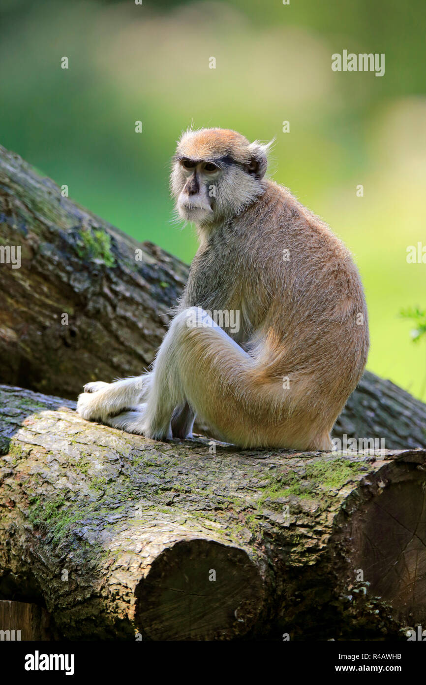 Patas Monkey High Resolution Stock Photography and Images - Alamy