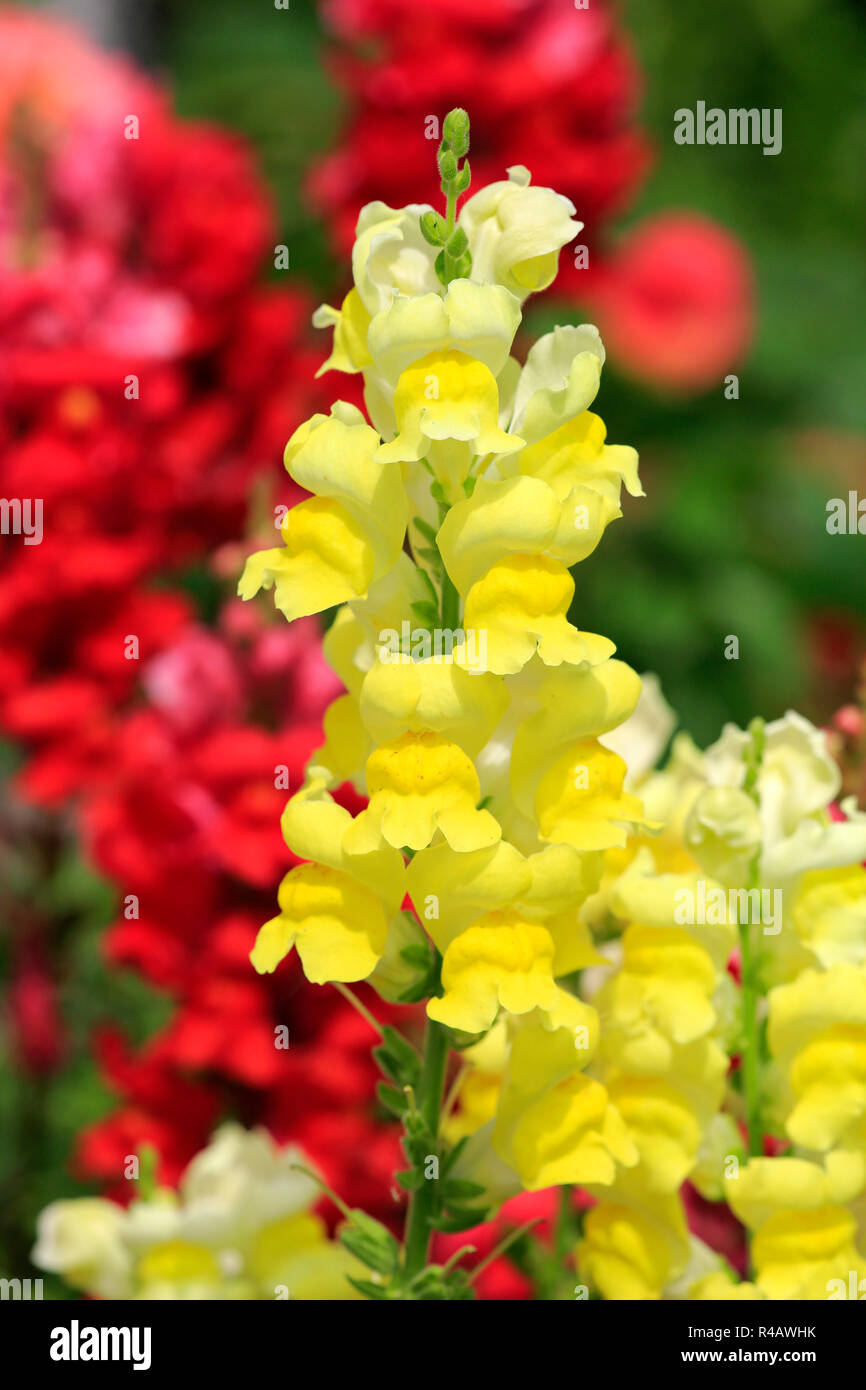 Snapdragon hi-res stock photography and images - Alamy