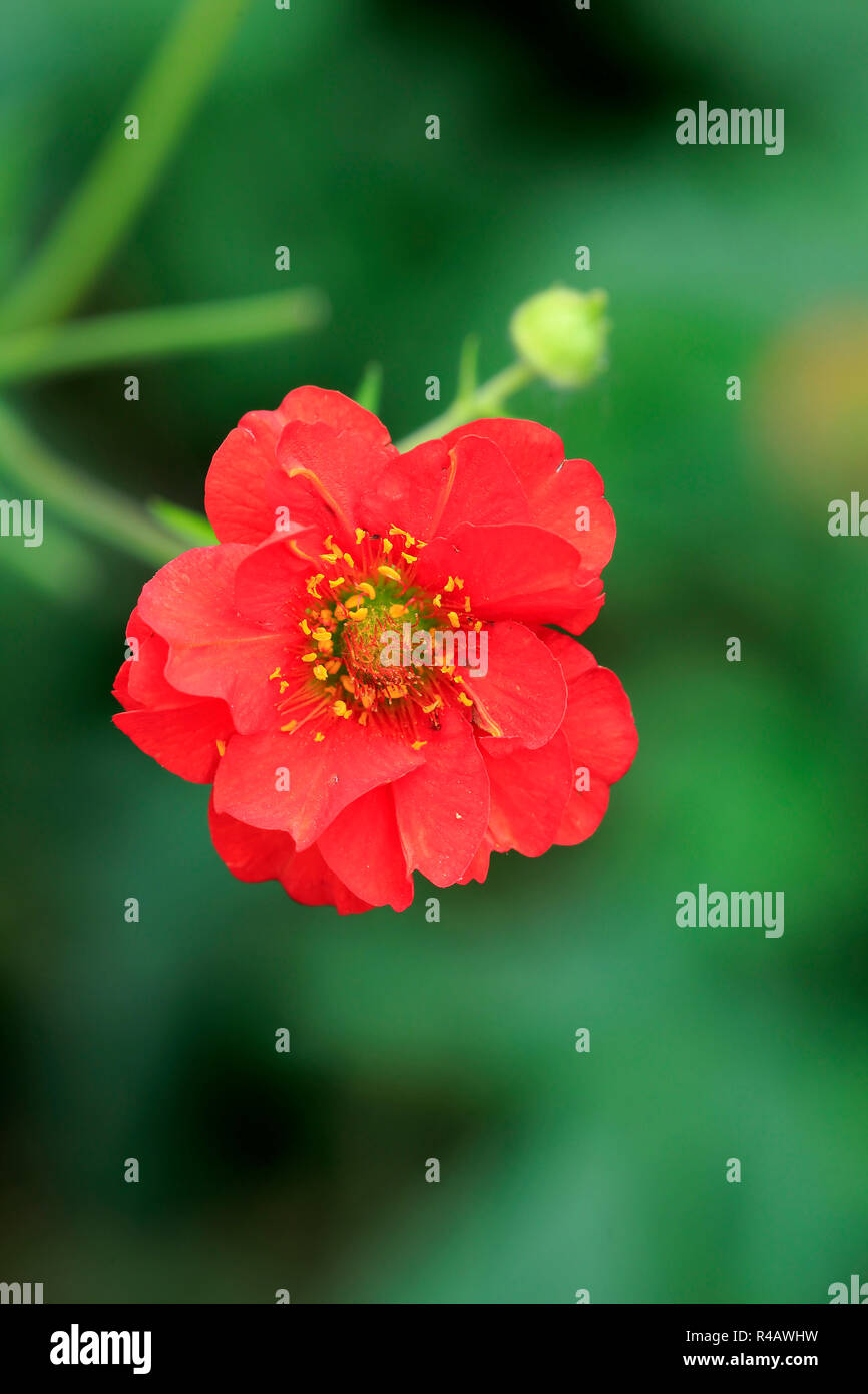 Geum coccineum hi-res stock photography and images - Alamy