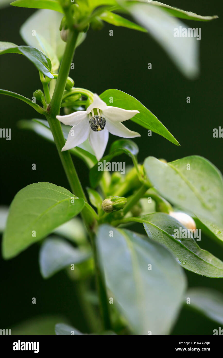 Capsicum annuum plants hi-res stock photography and images - Alamy