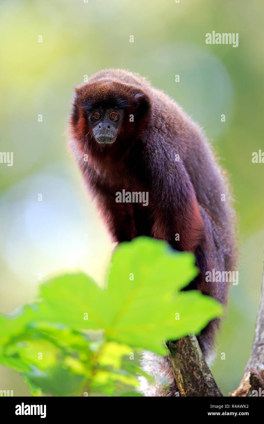 Red titi monkey, adult, South America, (Callicebus cupreus Stock Photo ...