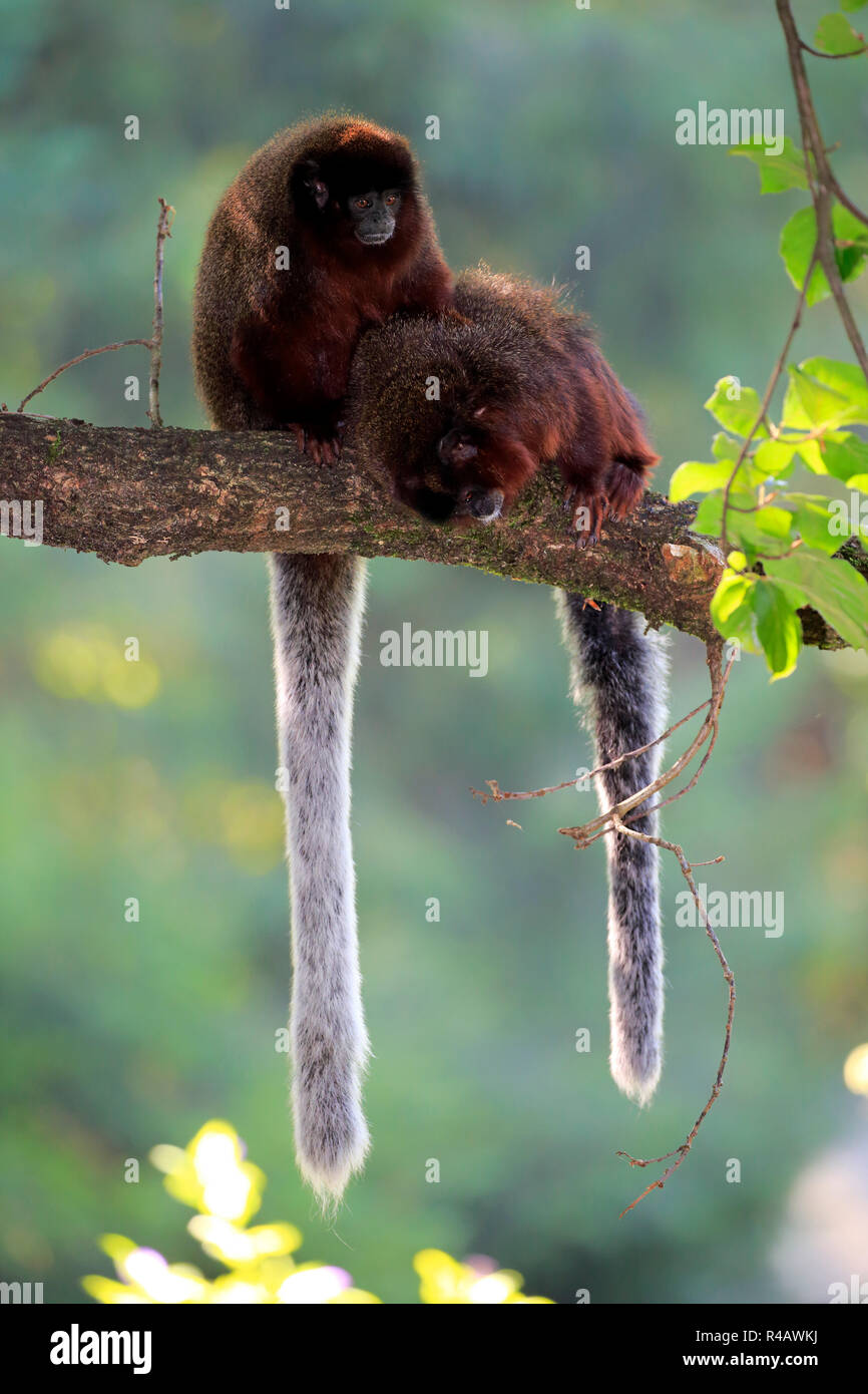 Dusky titi monkey, adult couple, South America, (Callicebus cupreus ...