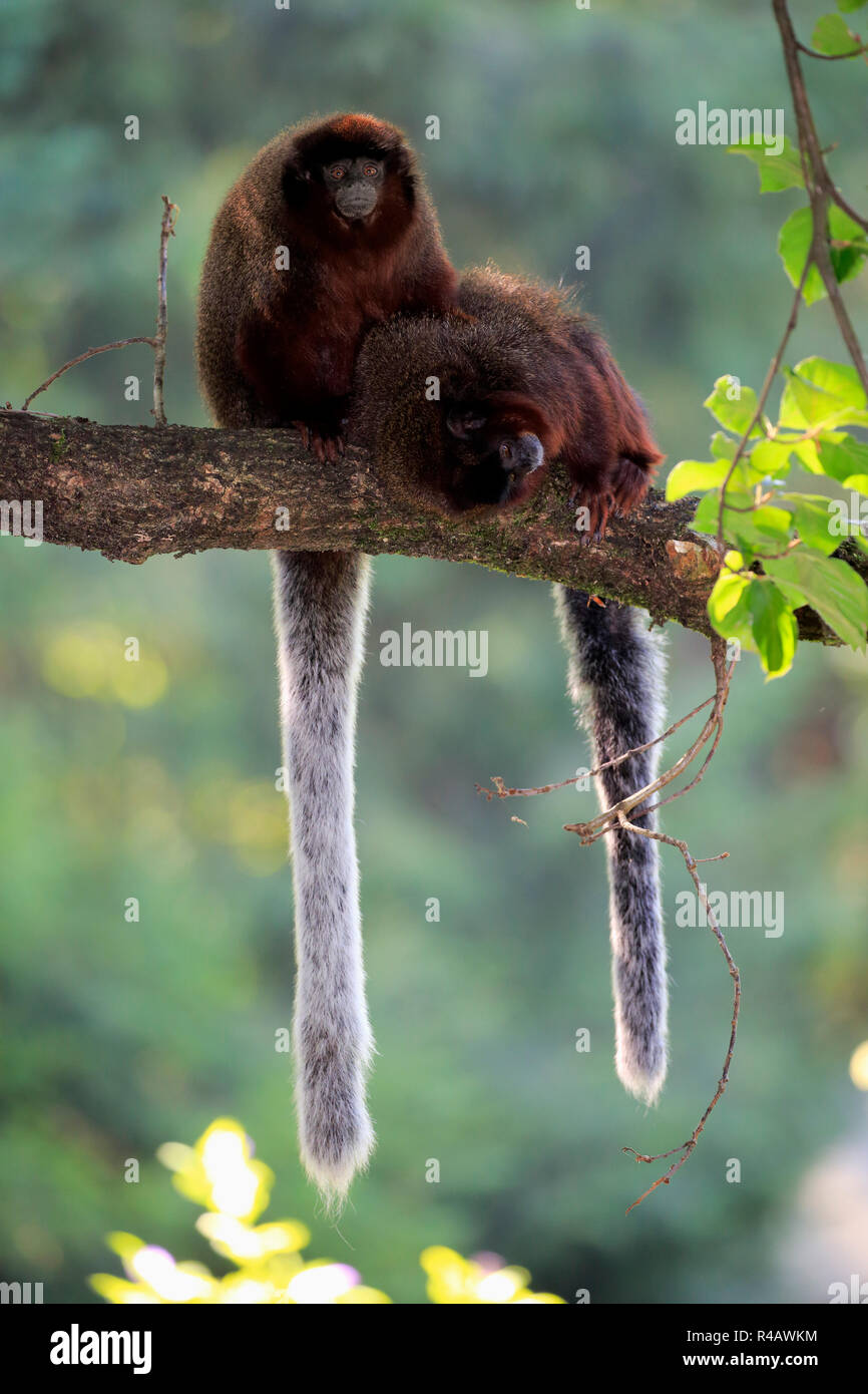 Dusky titi monkey, adult couple, South America, (Callicebus cupreus ...