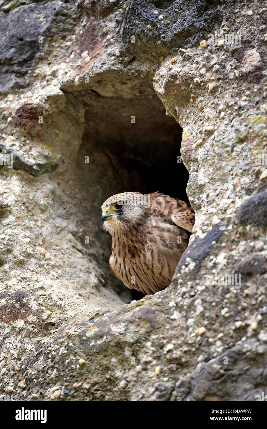 Falcons hi-res stock photography and images - Alamy