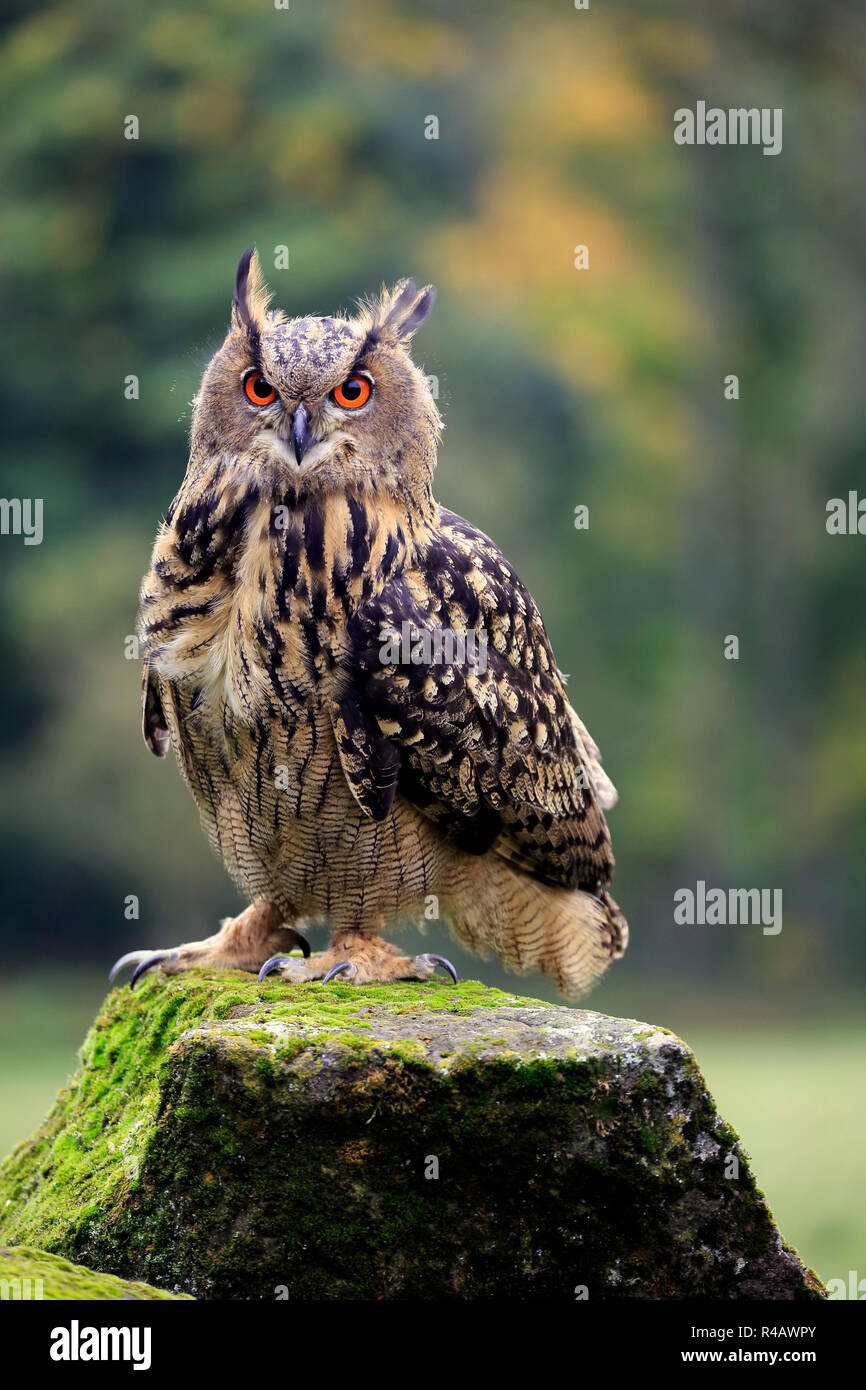 Bubo bubo eagle owl hi-res stock photography and images - Alamy