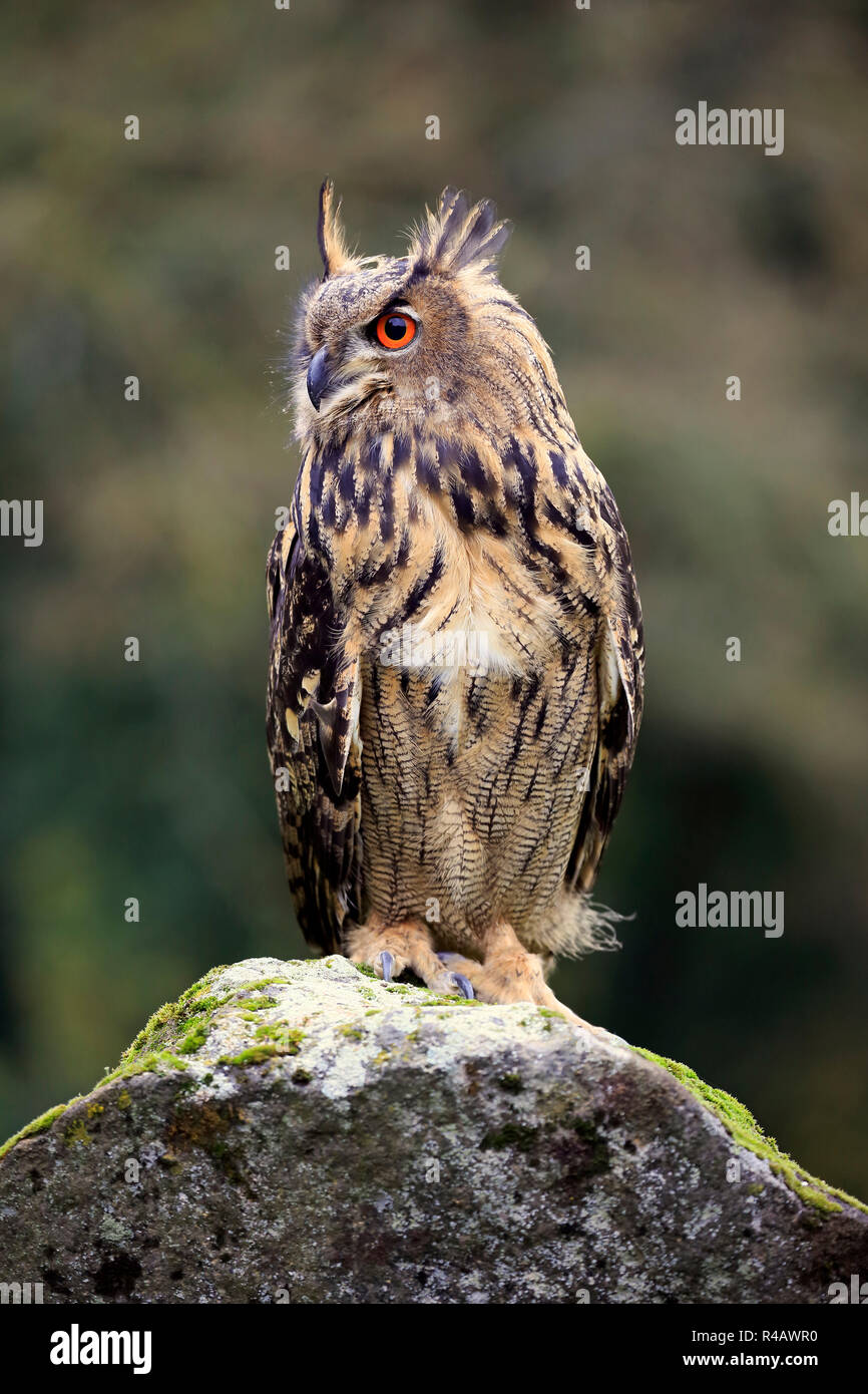 Eagle owl hi-res stock photography and images - Alamy